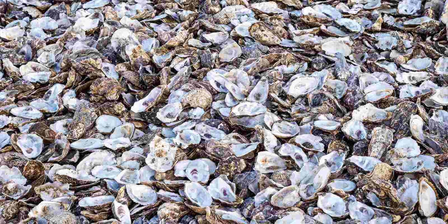 Construction Benefits of Using Oyster Shells - Barclay Earth Depot