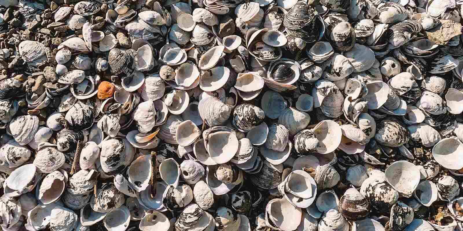 Fort Myers, FL Shell Aggregate - Barclay Earth Depot