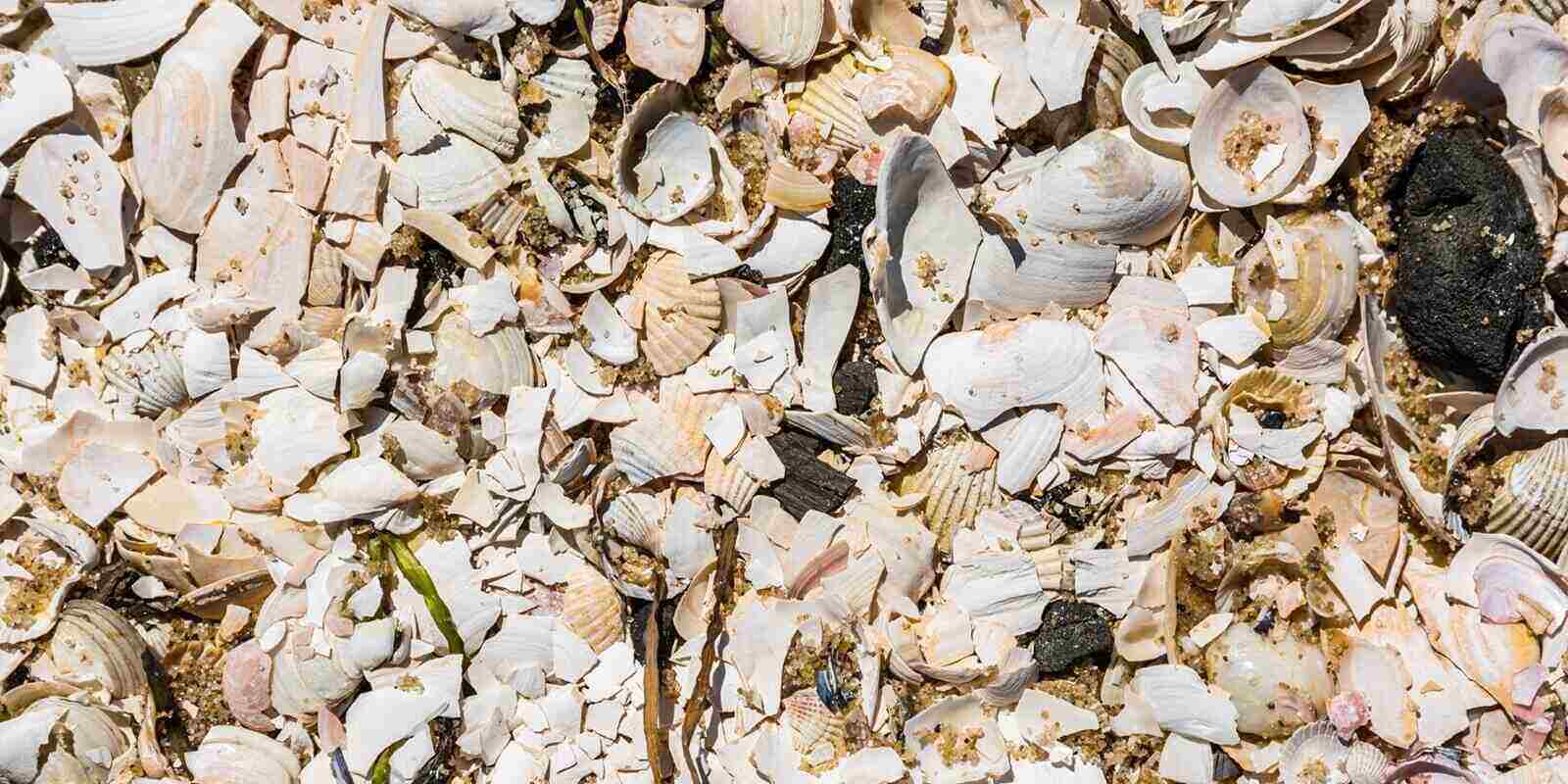 Naples, FL Shell Aggregate - Barclay Earth Depot